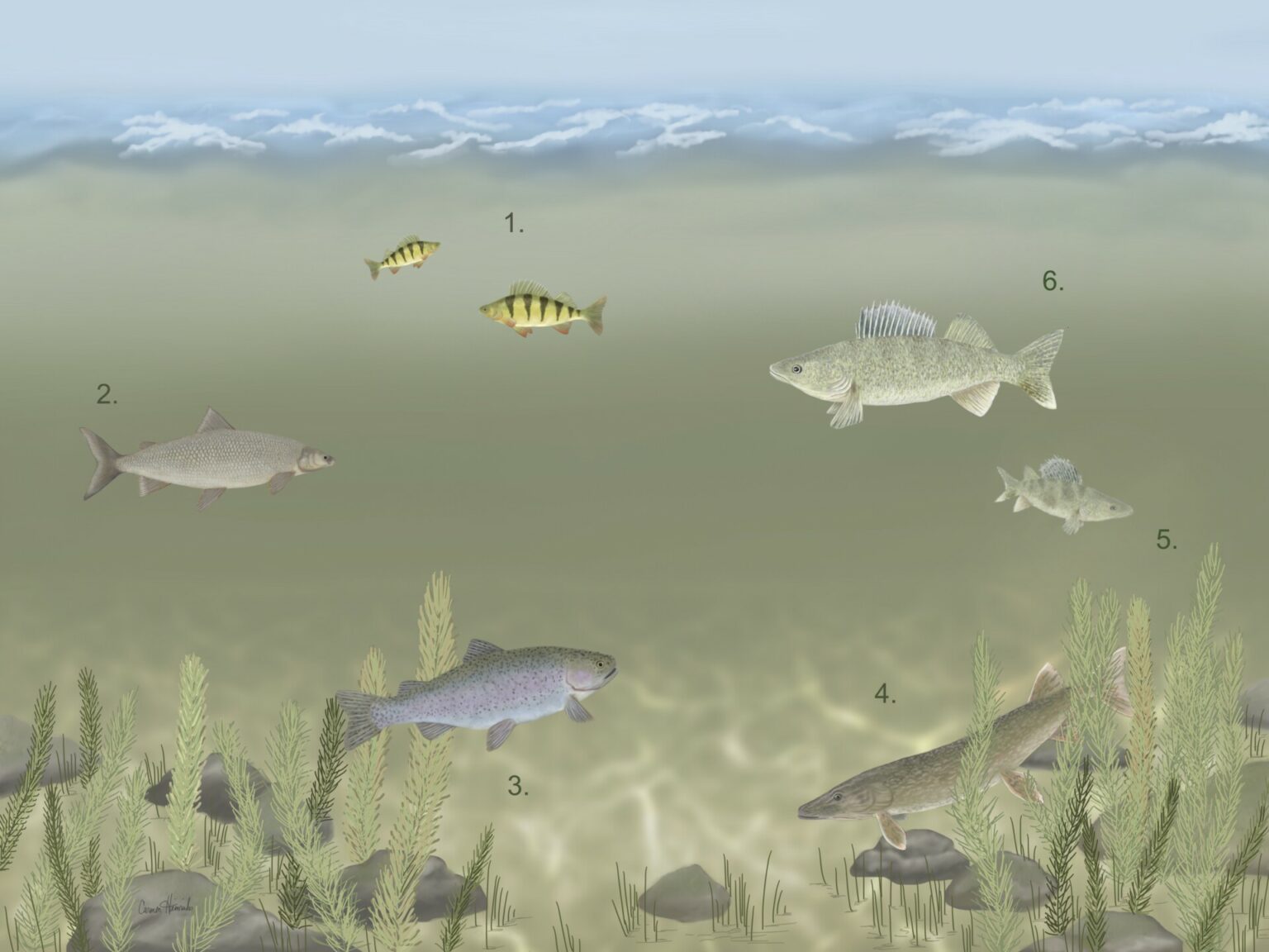 Interpretive Trail Signs- Fish, Plants, Birds, History